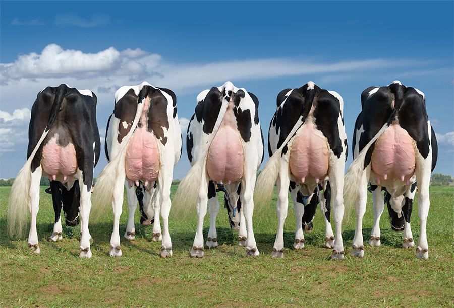 Homepage - Alta Genetics
