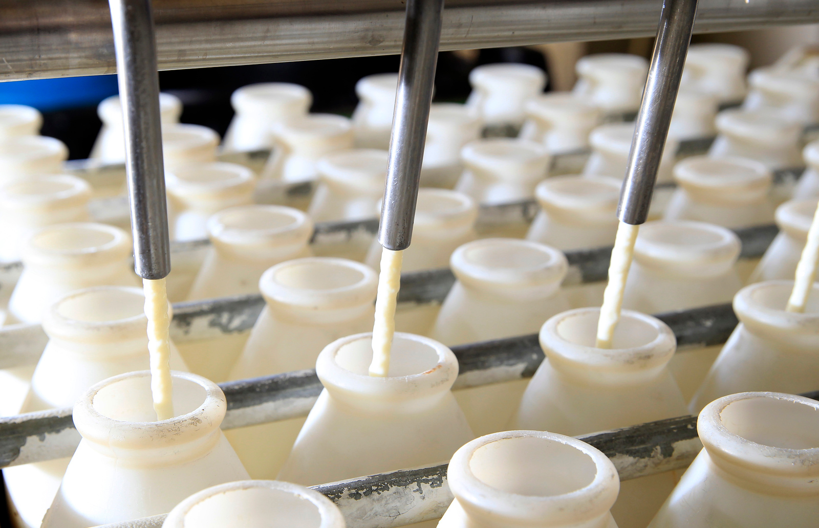 Co musimy wiedzieć o mleku A2A2. - Alta Genetics